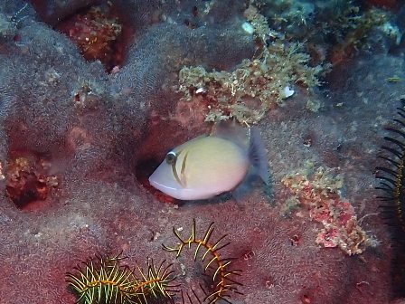 明日9/5はクローズ - 雲見ダイビングサービスはまゆ